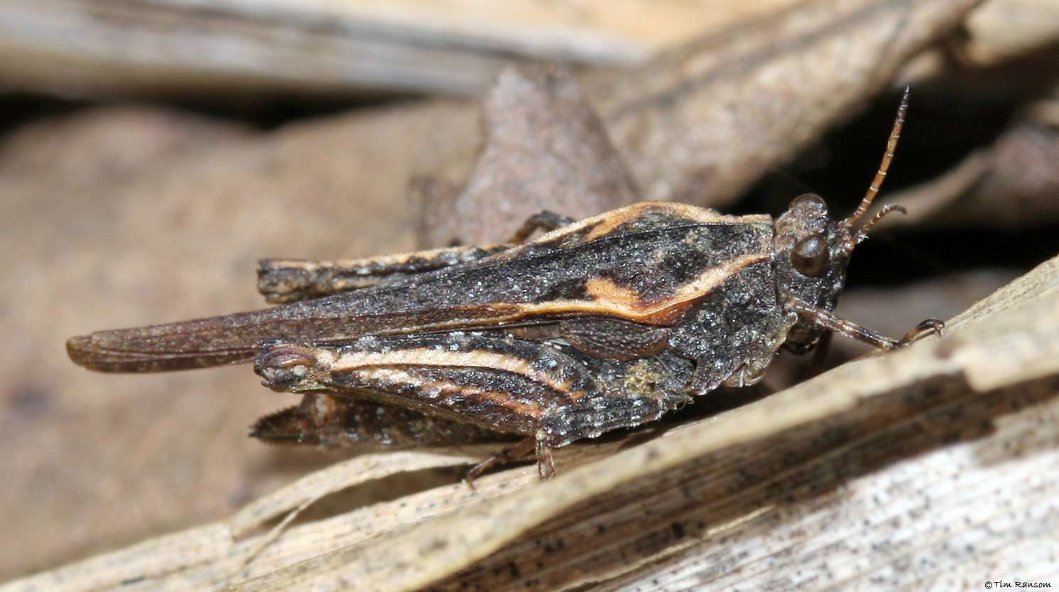 The rare macropterous form of the Common Groundhopper (Tetrix undulata ...