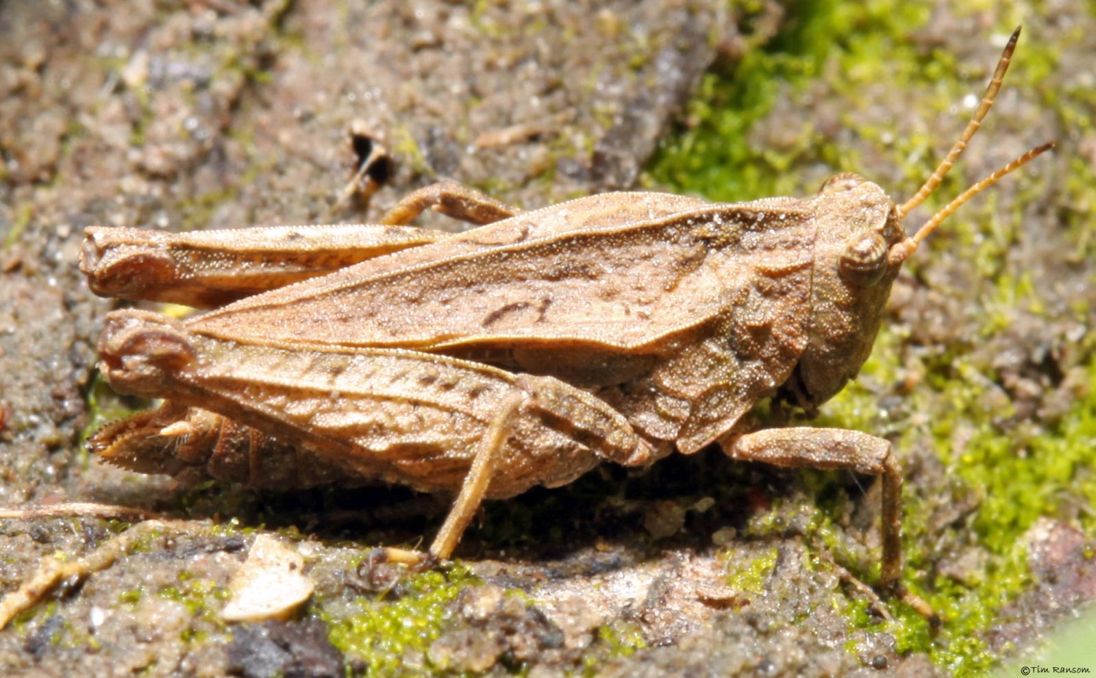 The rare macropterous form of the Common Groundhopper (Tetrix undulata ...